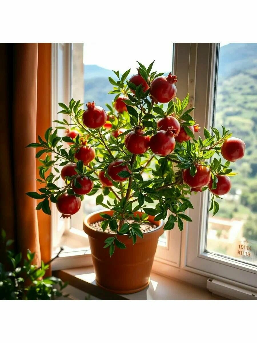 Гранат комнатный, семена для выращивания, набор 15 штук + Подарок