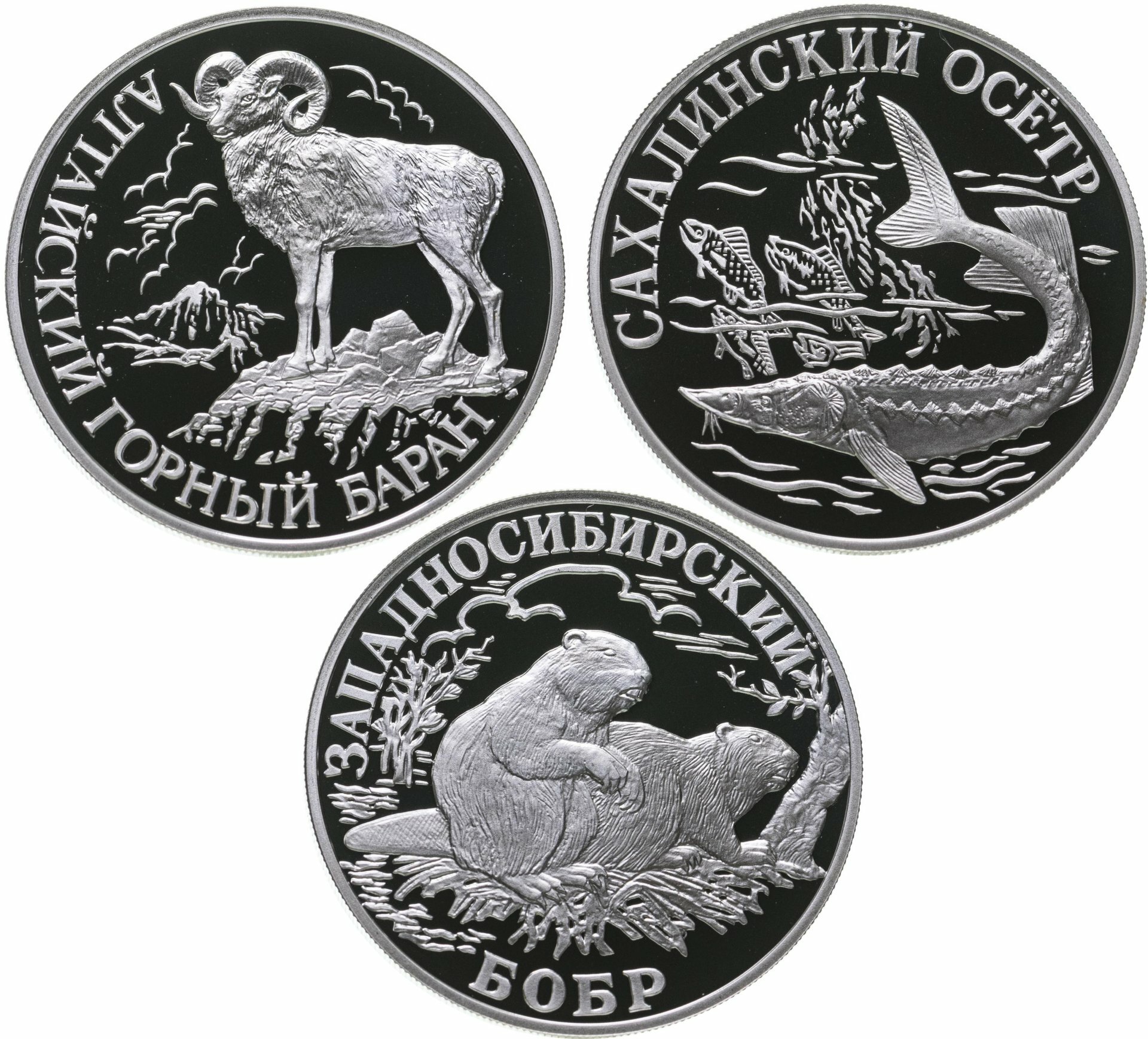 Набор из 3х монет 1 рубль 2001 Proof "Красная книга - бобр, осетр, баран", Серебро 900
