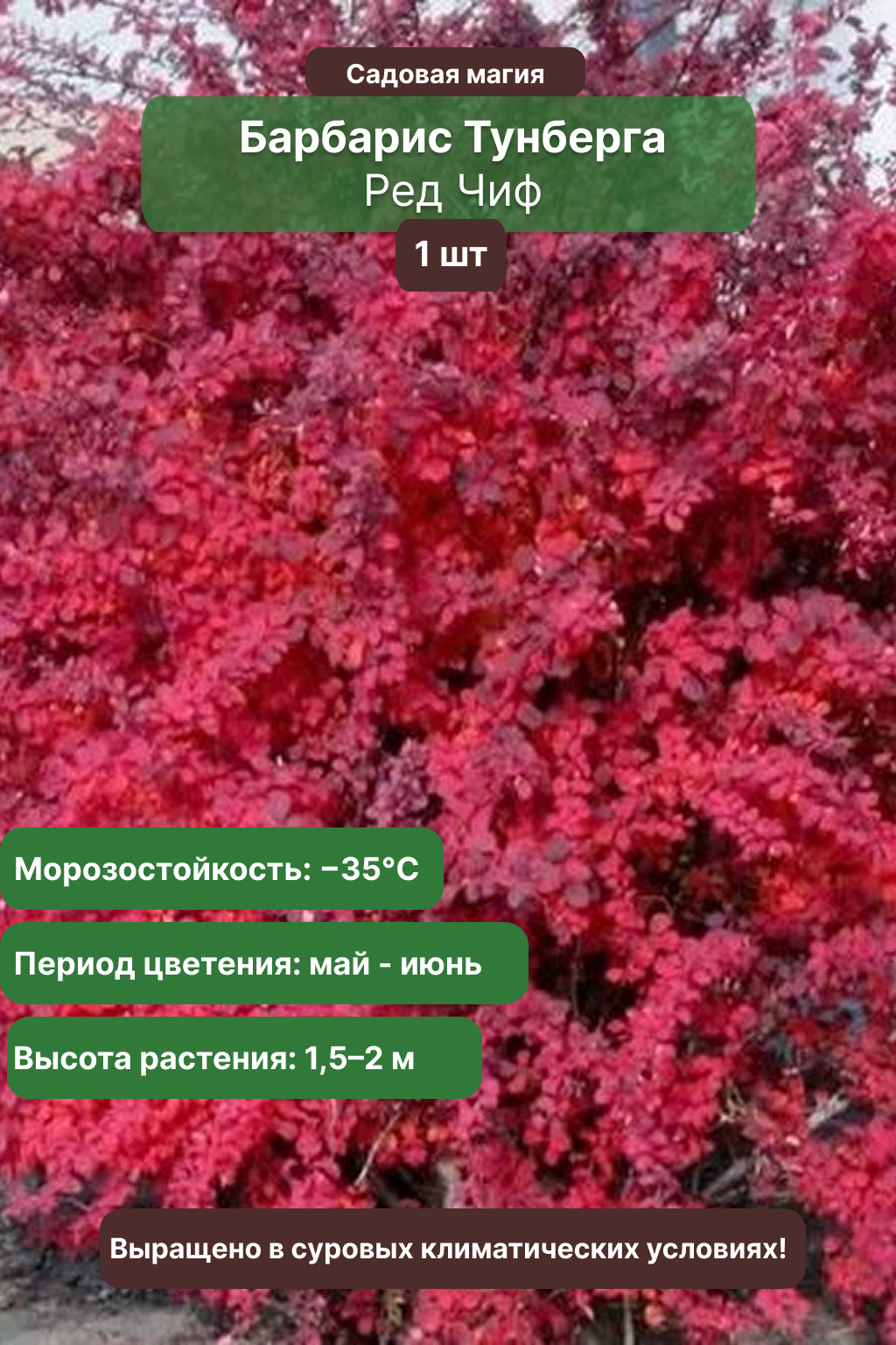 Барбарис тунберга Ред Чиф (Berberis thunbergii Red Chief) / морозостойкий сорт