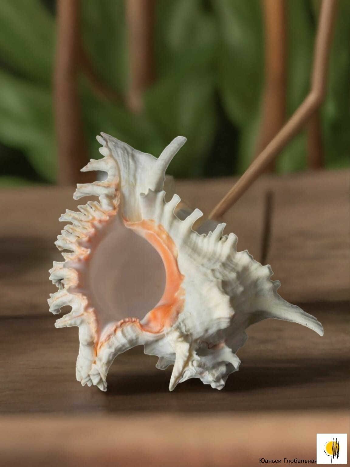 Эксклюзивная декоративная ракушка Мурекс ветвистый 1415 см, натуральная морская, для аквариума