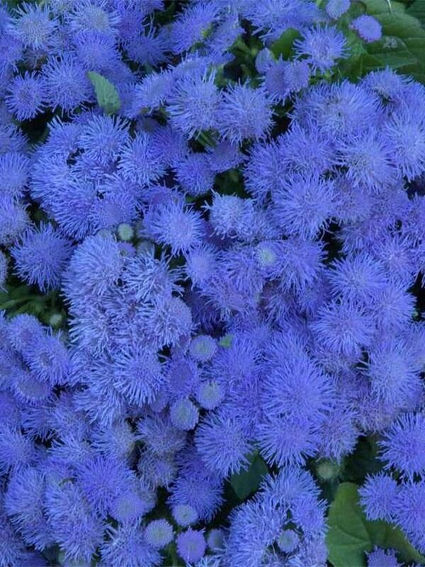 Агератум Мексиканский Голубой, Семена, 30 шт, семена садовых цветов