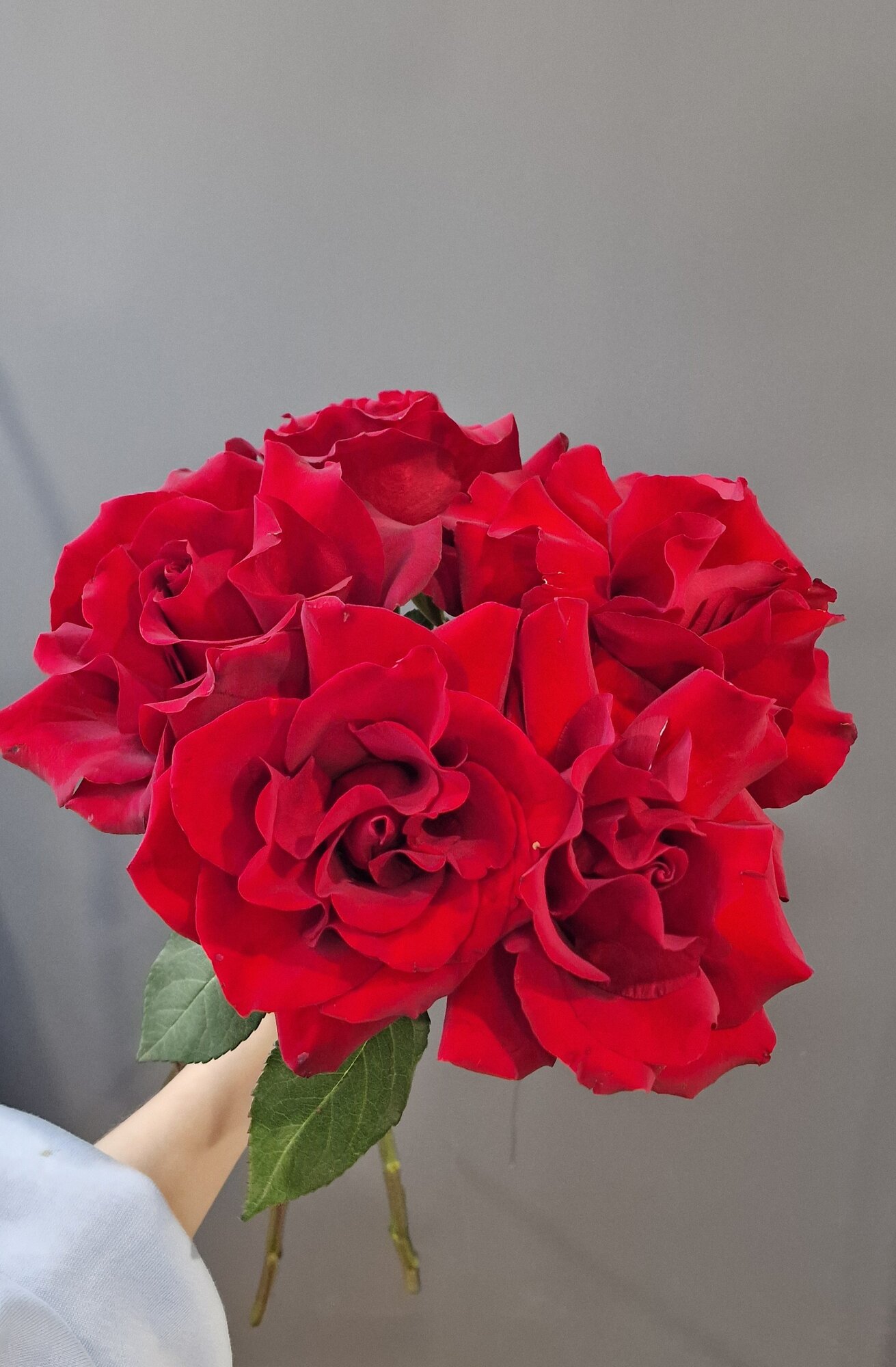 Моно-букет красных французских роз 5шт