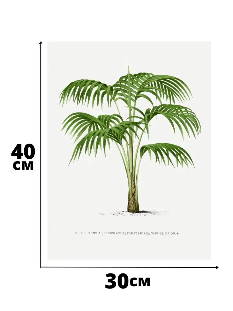 Постер Пальма, размеры 30 x 40 см, материал бумага, без рамы