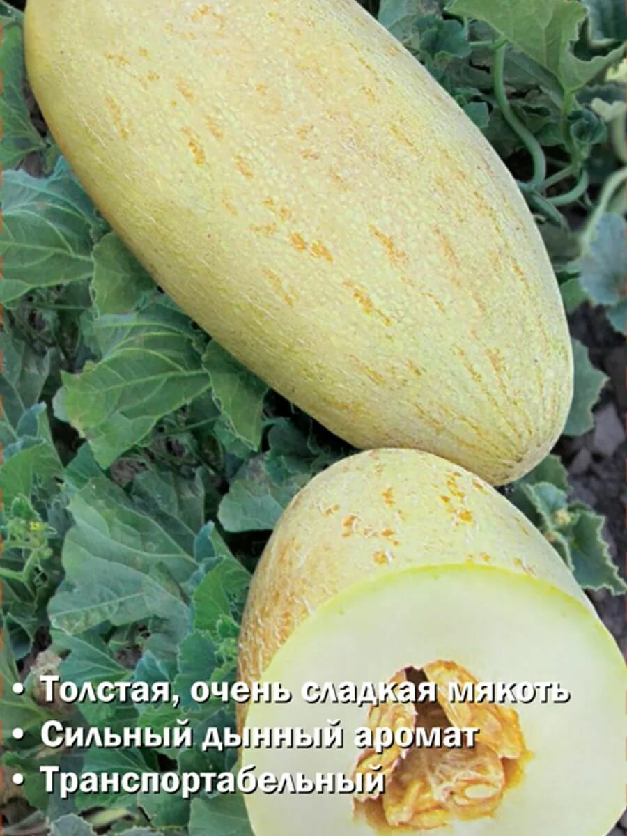 Дыня Торпеда 15 шт, Семена Поиск