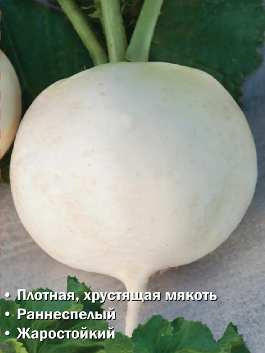 Дайкон (Редька китайская) Алмаз 1 г, Семена Поиск