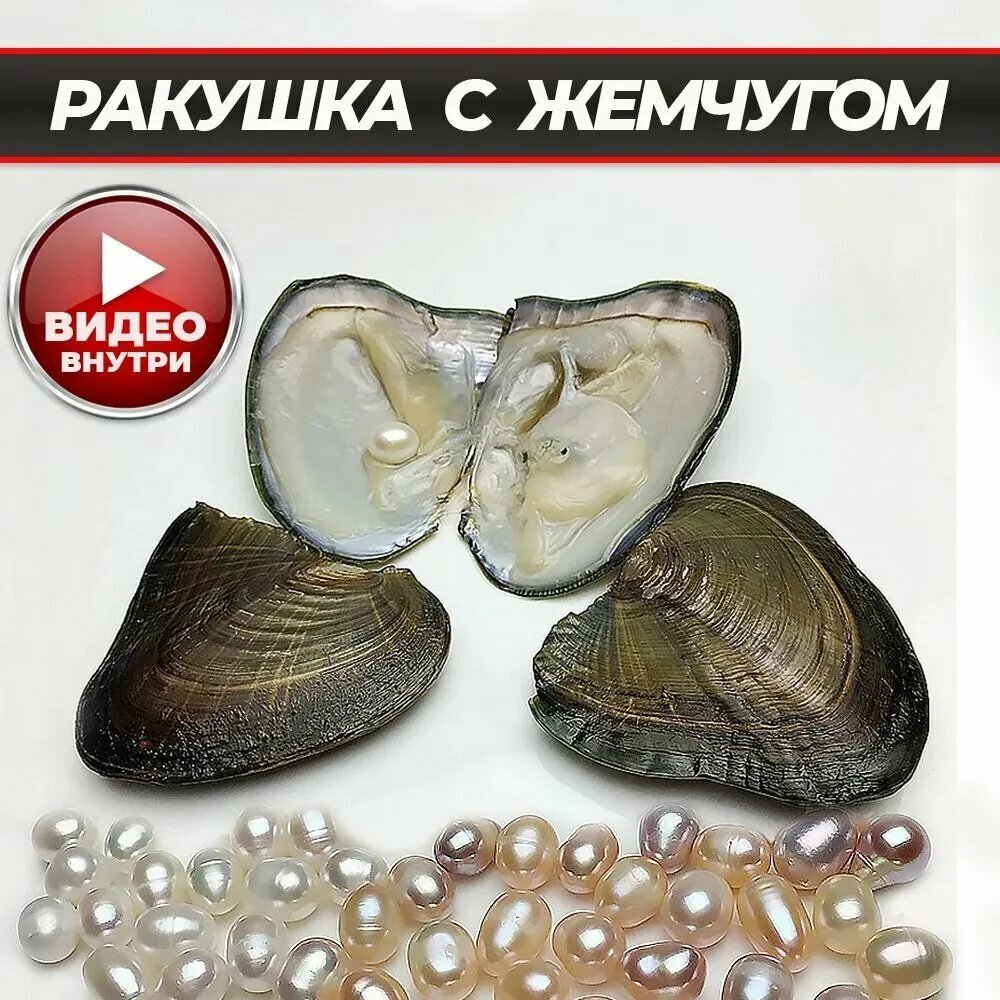 Натуральные ракушки, внутри спрятан жемчуг, 1 штука, подарок