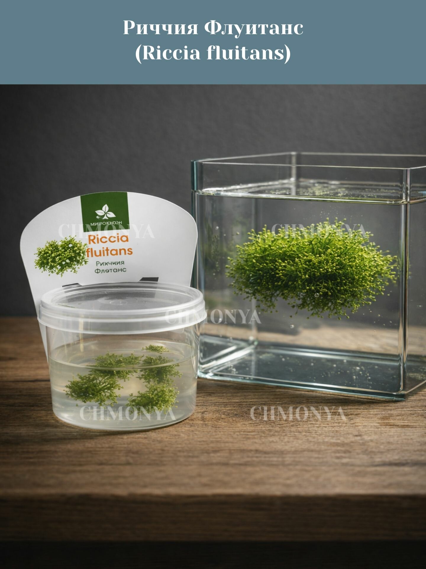 Меристемное растение Риччия плавающая (Riccia fluitans) живое аквариумное растение