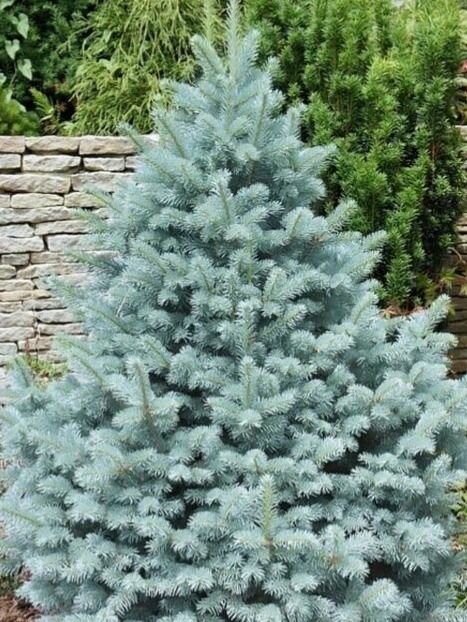 Ель колючая голубая Глаука, Р9, 10-15 см