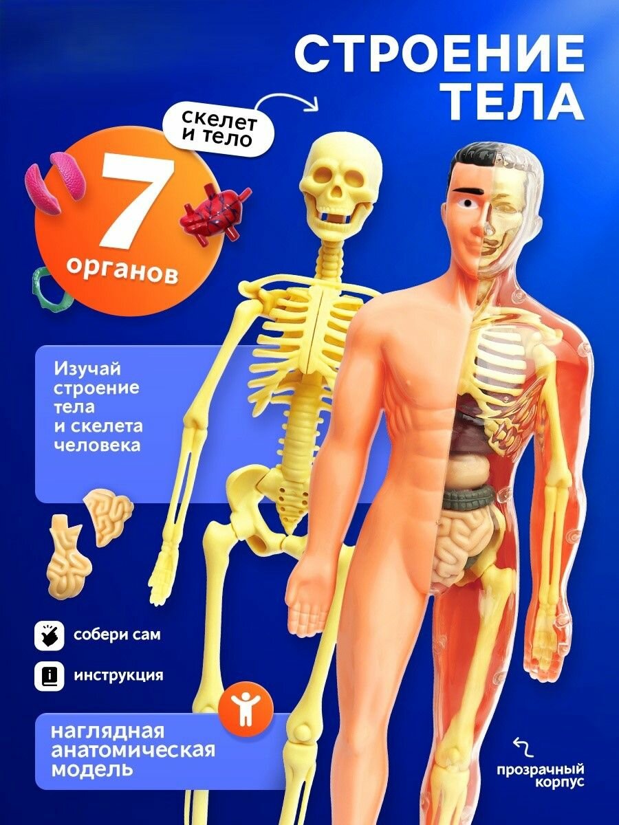 Набор для опытов Строение тела , анатомия человека