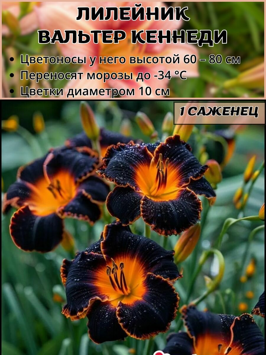 Лилейник саженец, многолетник 1 штука