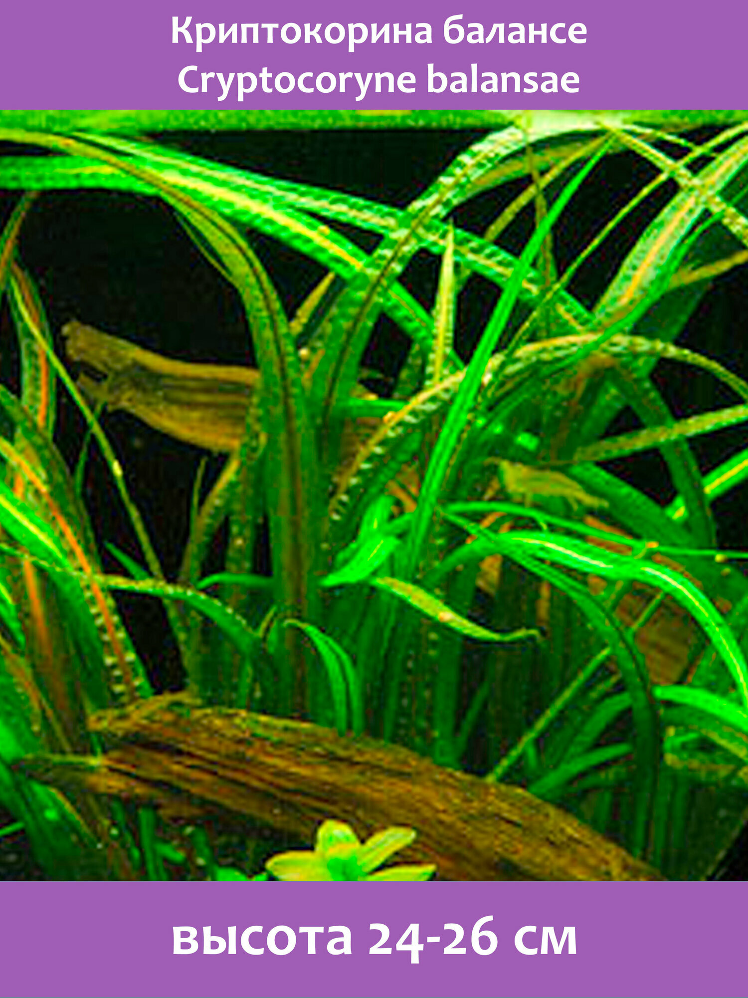 Bestfish24 Криптокорина Балансе 1шт живые растения для аквариума