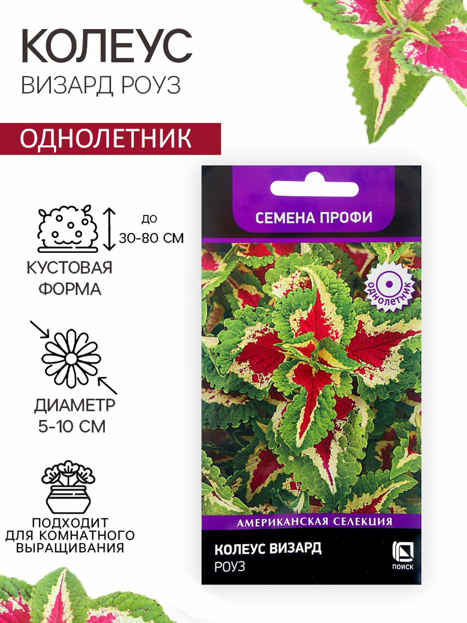 Семена цветов Колеус Визард Роуз, 10шт, цветение период: август