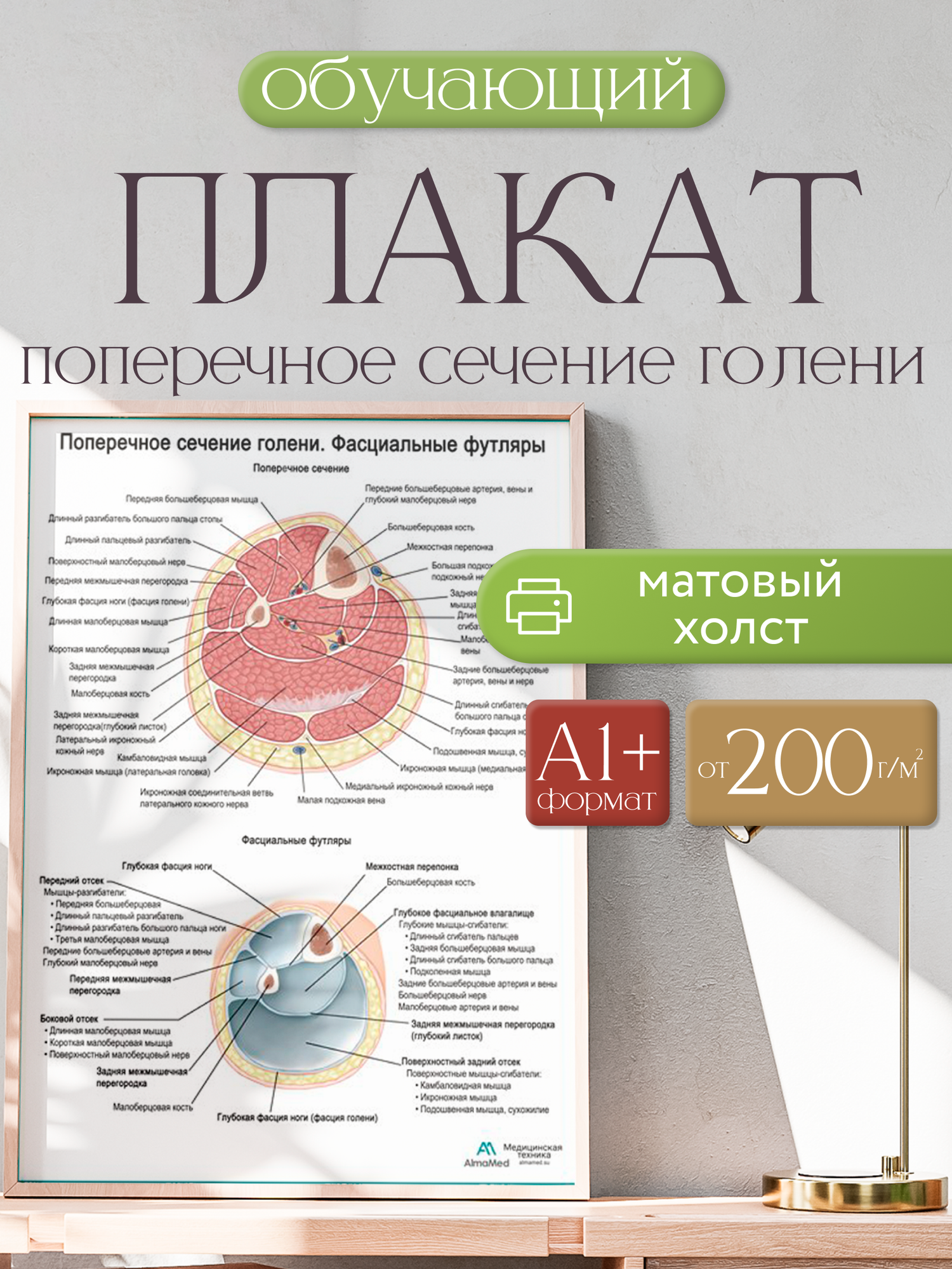 Обучающий плакат "Поперечное сечение голени. Фасциальный футляр", размер А1+, матовый холст от 200г/м2