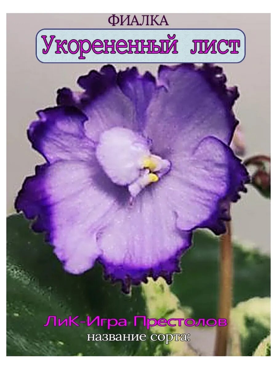 Фиалка комнатная сорт ЛиК-Игра Престолов (укорененный лист) 1 штука