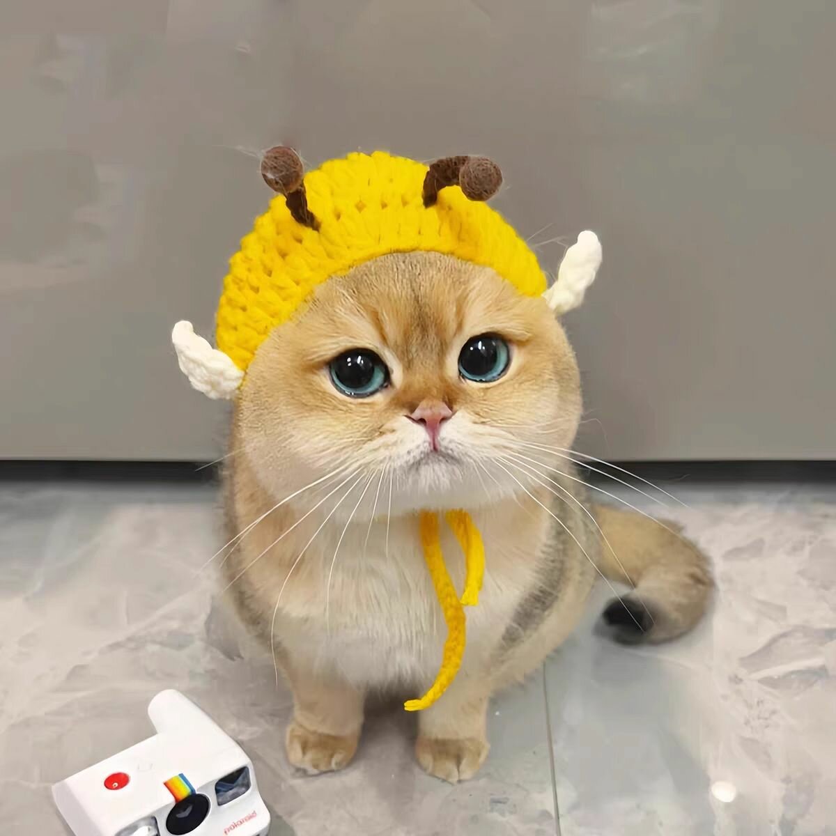 Шляпа для украшения домашних животных