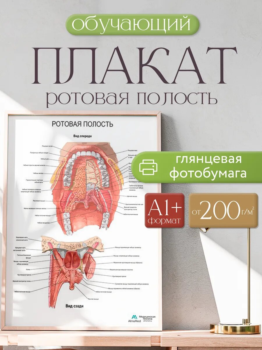 Обучающий плакат "Ротовая полость", размер А1+, глянцевая фотобумага от 200г/м2