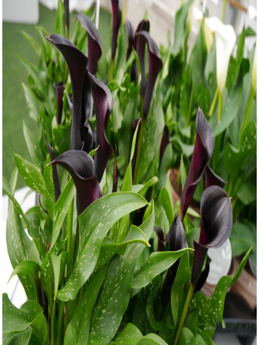 Калла Holland Bulb Market "Блэк", темно-фиолетовая, многолетняя, высота 45 см — фото 1