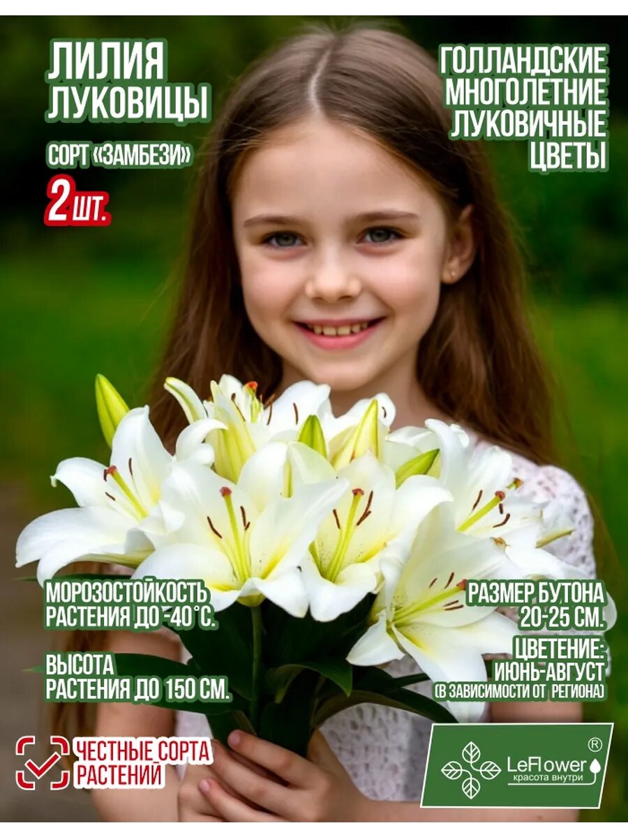 Лилия Луковица, Замбези, восточная, 2 шт