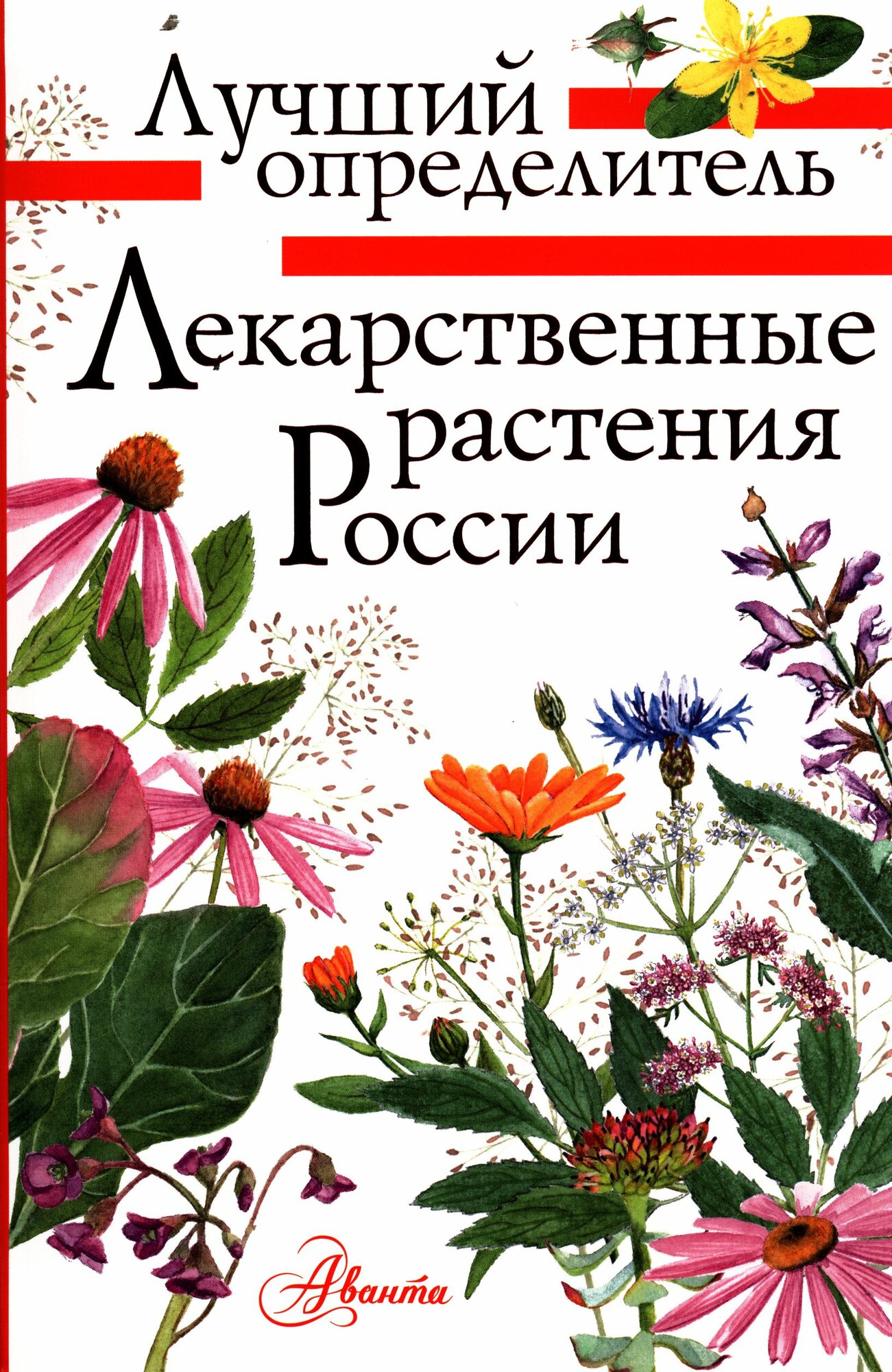 ЛучшийОпределитель Филин А. Н. Лекарственные растения России, (АСТ, Аванта, 2024), Инт, c.96