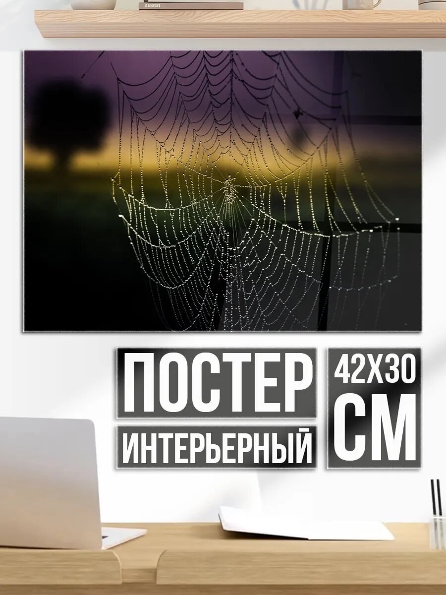 Плакат постер паутина рассвет