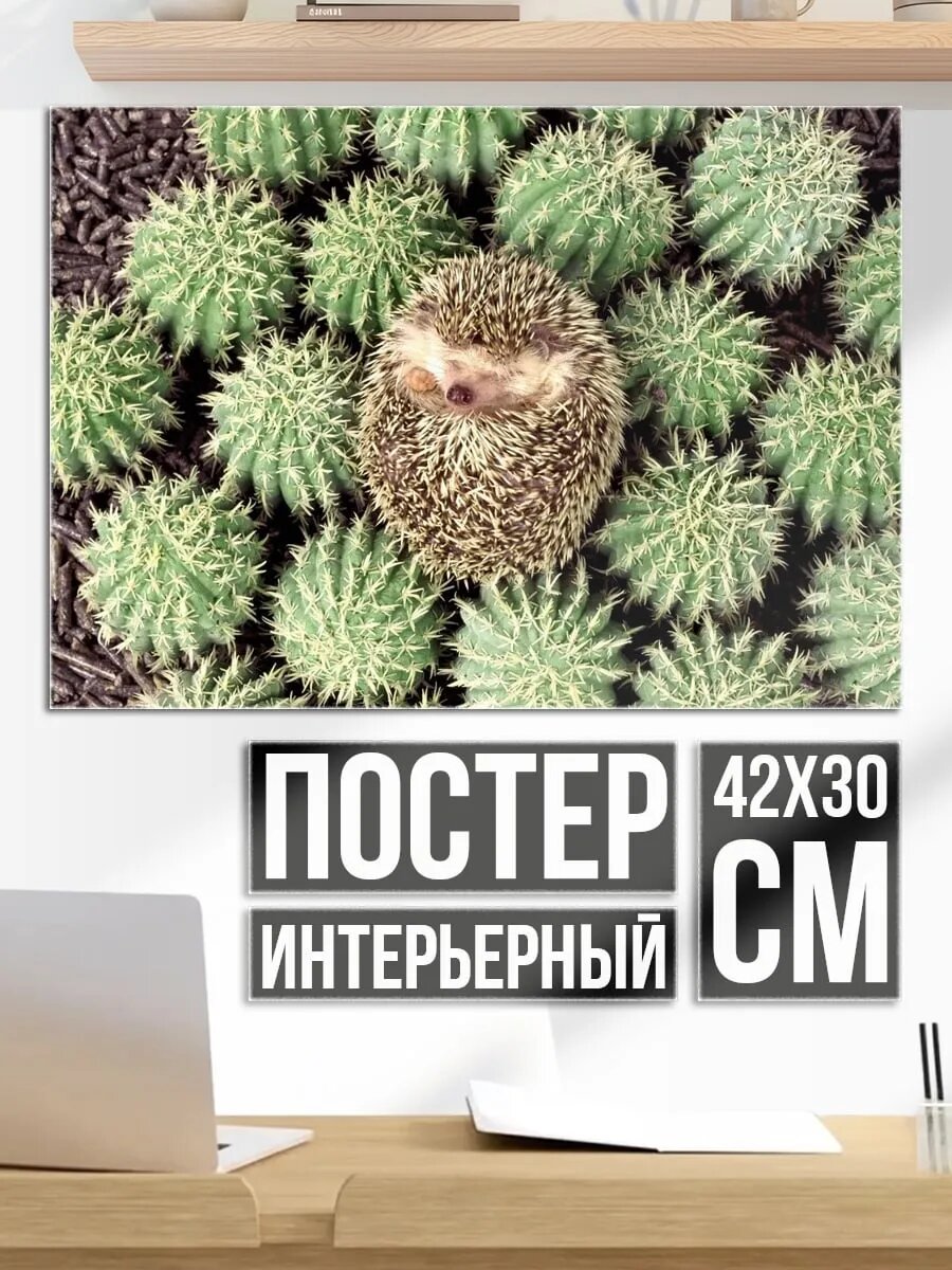 Плакат постер Ёж среди кактусов