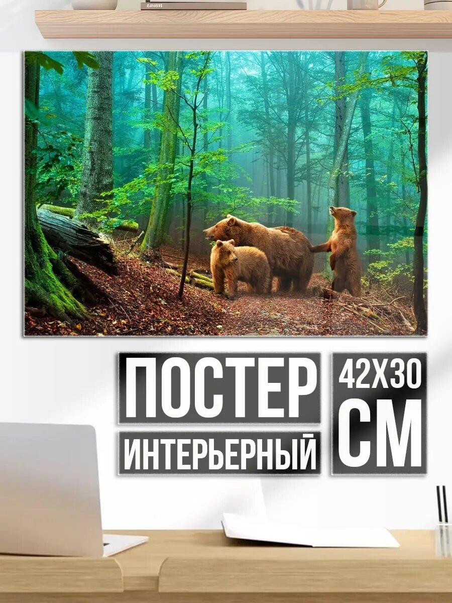 Плакат постер медведи в лесу