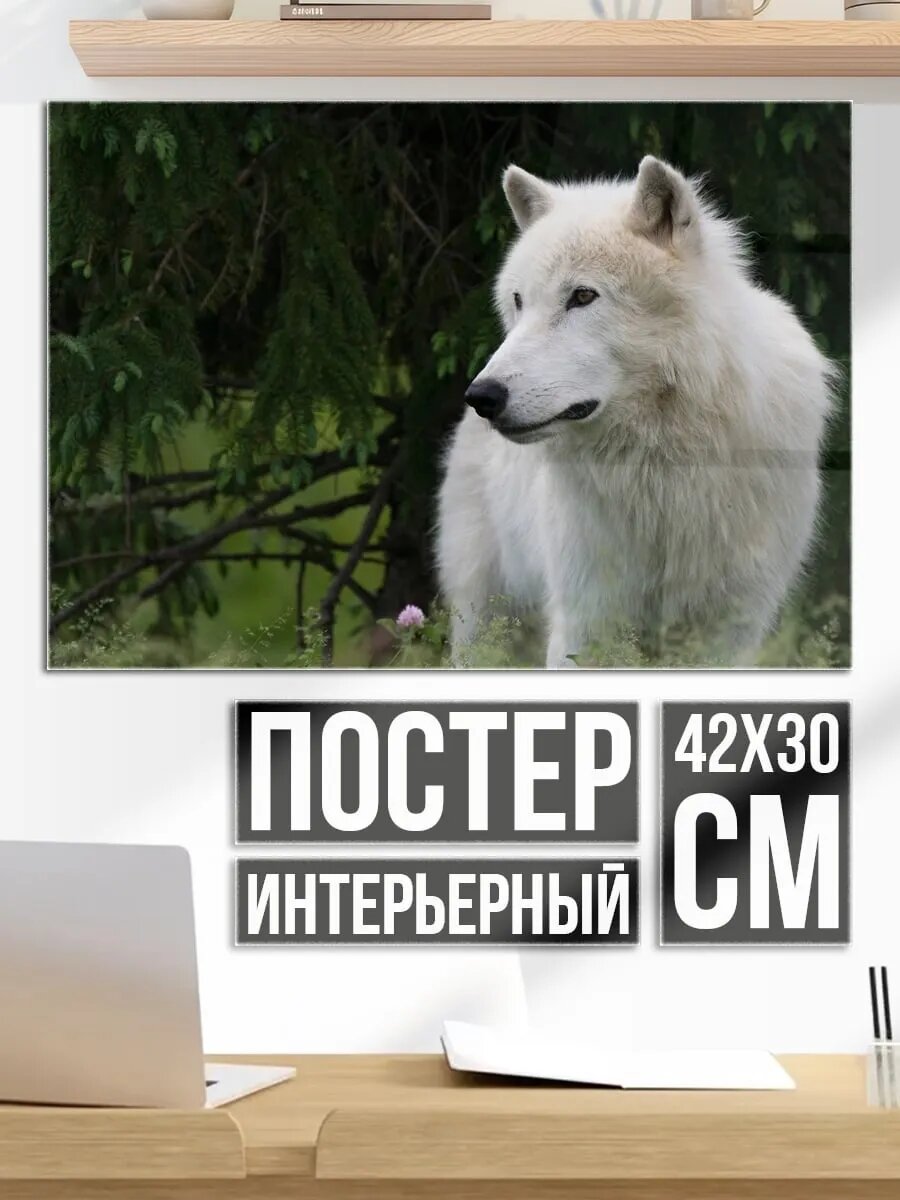 Плакат постер Белый волк