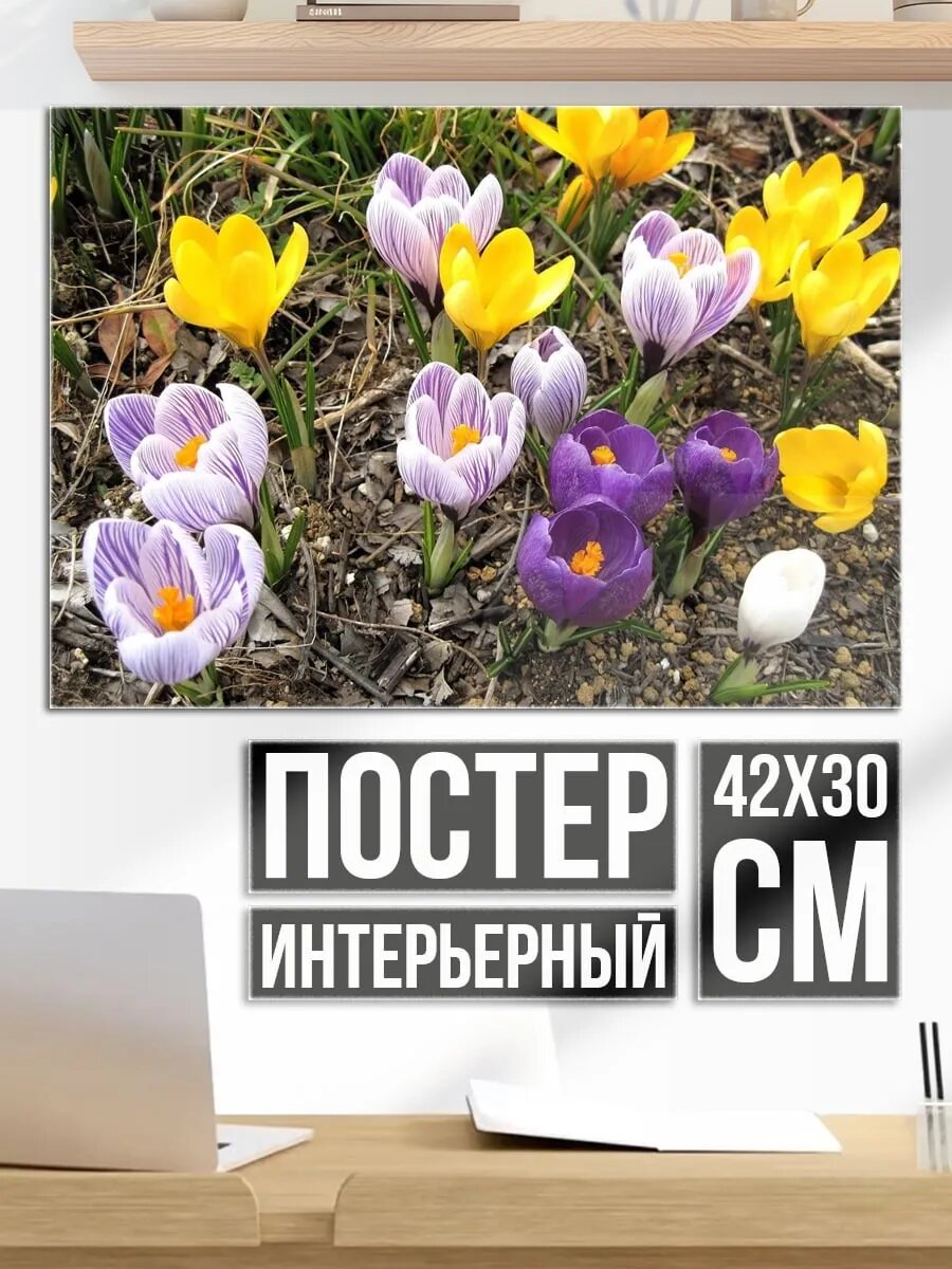 Плакат постер Весенние крокусы