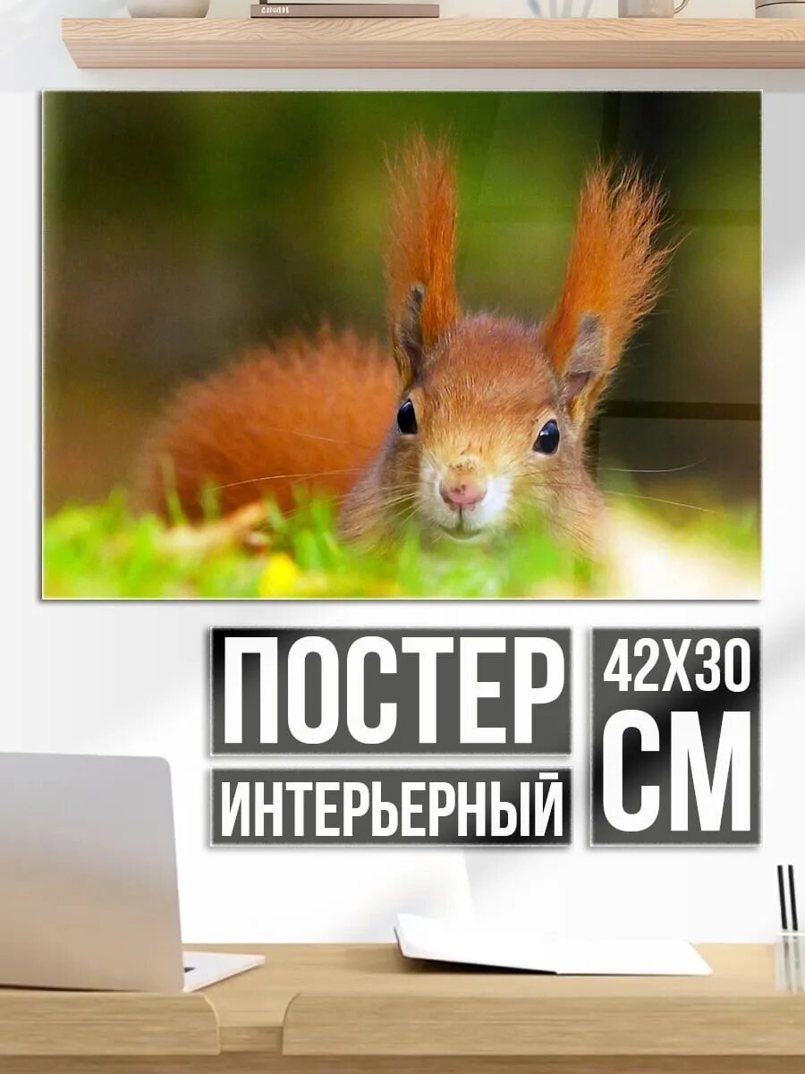Плакат постер Рыжая белка в траве