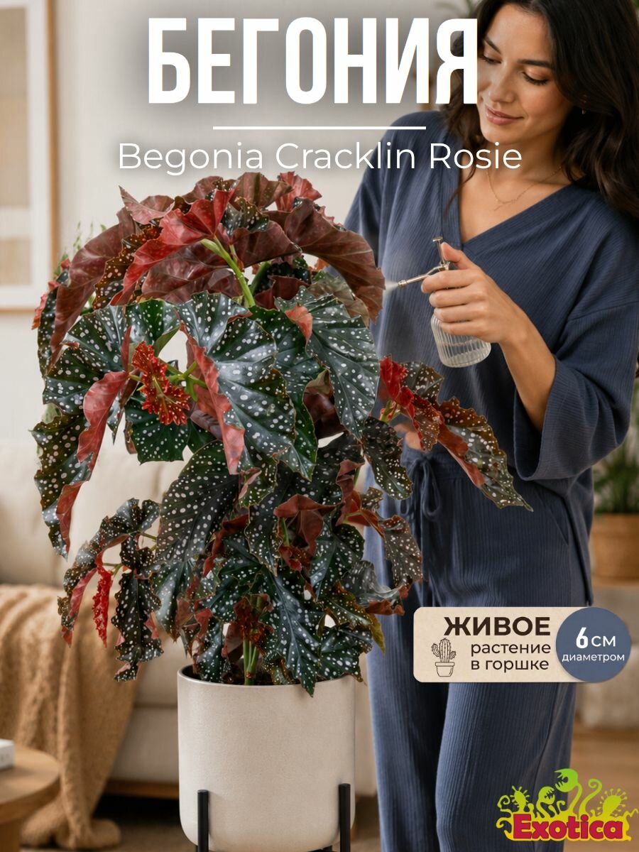Бегония Краклин Рози (Begonia Cracklin Rosie) D6см, живой цветок