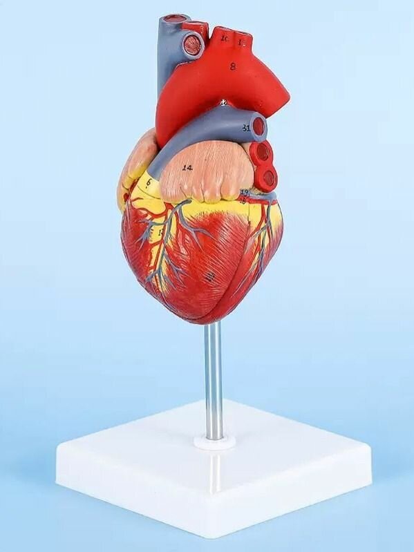 Анатомическая модель, модель сердца, 23*11*11 см