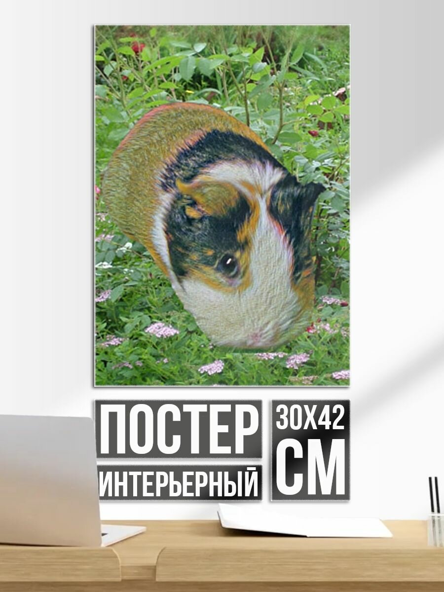 Постер на стену Морская свинка на траве