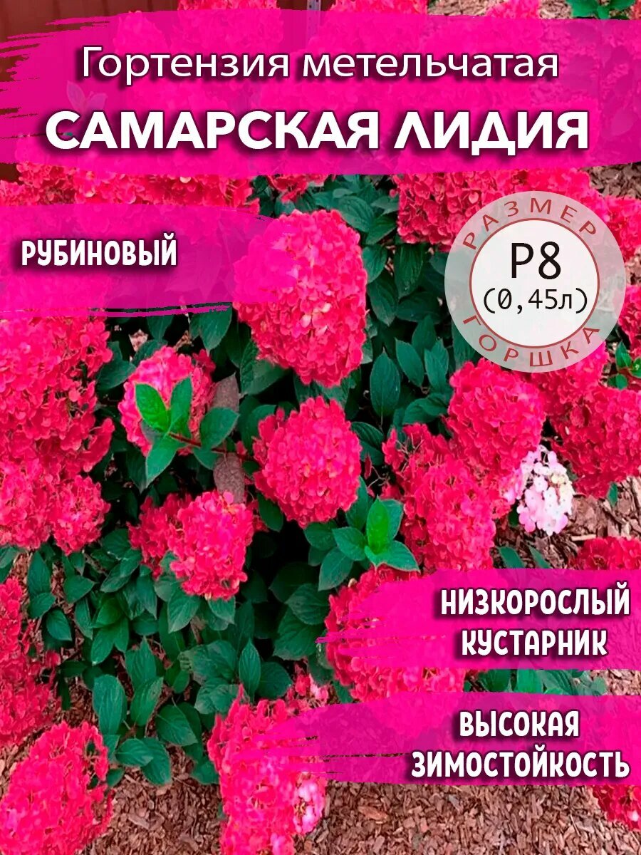 Гортензия "Самарская Лидия", метельчатая, возраст до года, морозостойкая