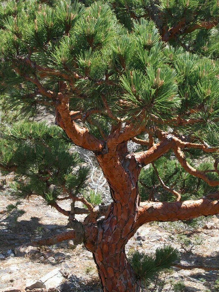 Семена Сосны Шемао, 15 штук