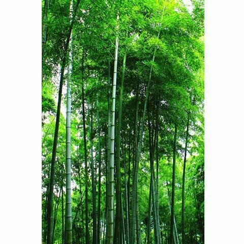 Декоративная бамбуковая картина, печать 100x150 см, матовая бумага, высококачественная подвеска для кабинета
