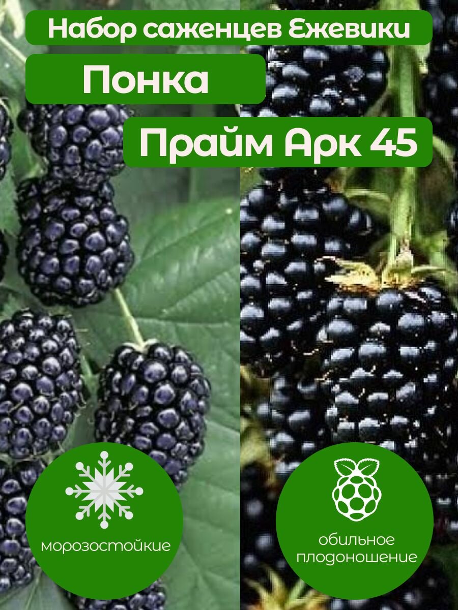 Набор ежевики Понка и Прайм Арк 45