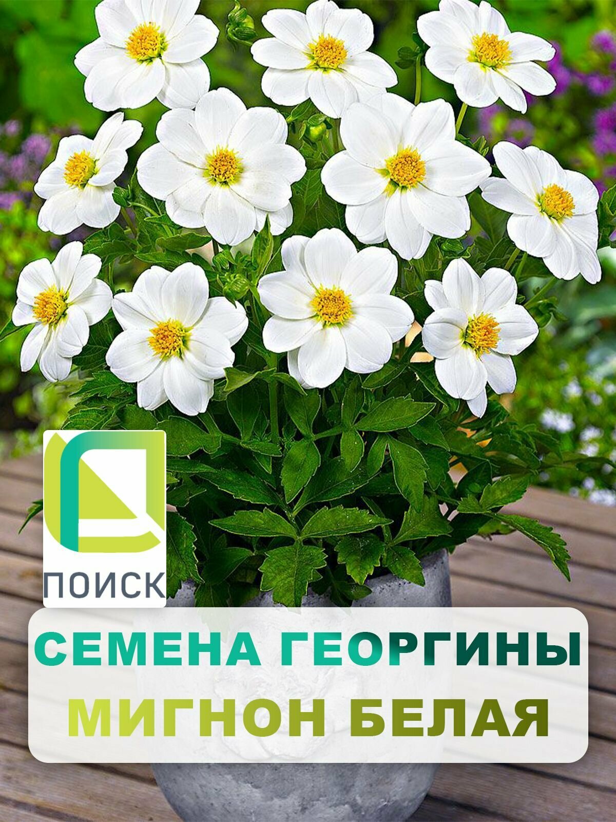 Семена Георгины "Мигнон белая" 0,2 гр, однолетние цветы для дачи, сада и огорода, клумбы, в открытый грунт, на рассаду, цветы из семян в домашних условиях.