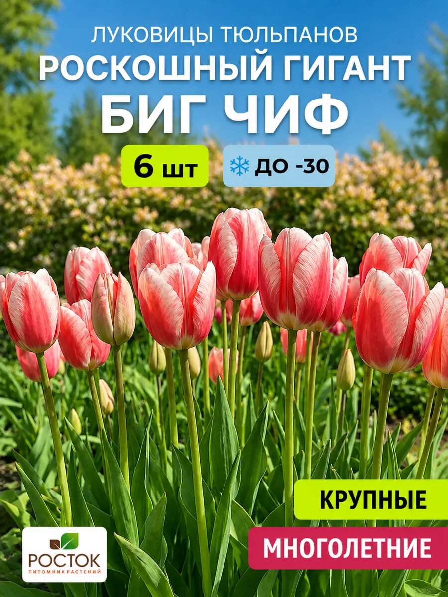 Тюльпаны морозостойкие луковицы Биг Чиф