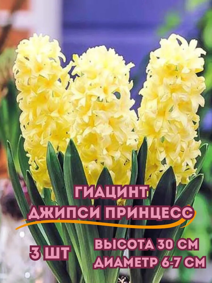 Луковицы Гиацинта многолетние растения