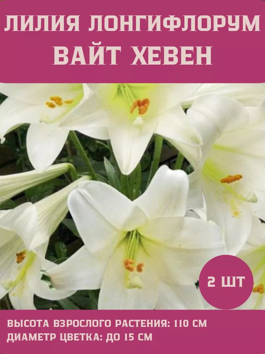 Лилия Лонгифлорум Лилия Вайт Хевен
