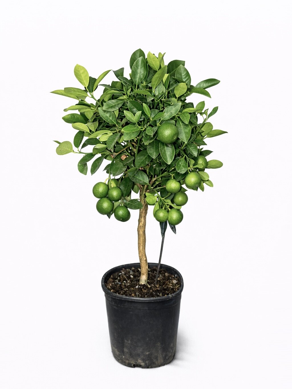 Каламондин зелёный (Citrofortunella microcarpa "Green") 15см