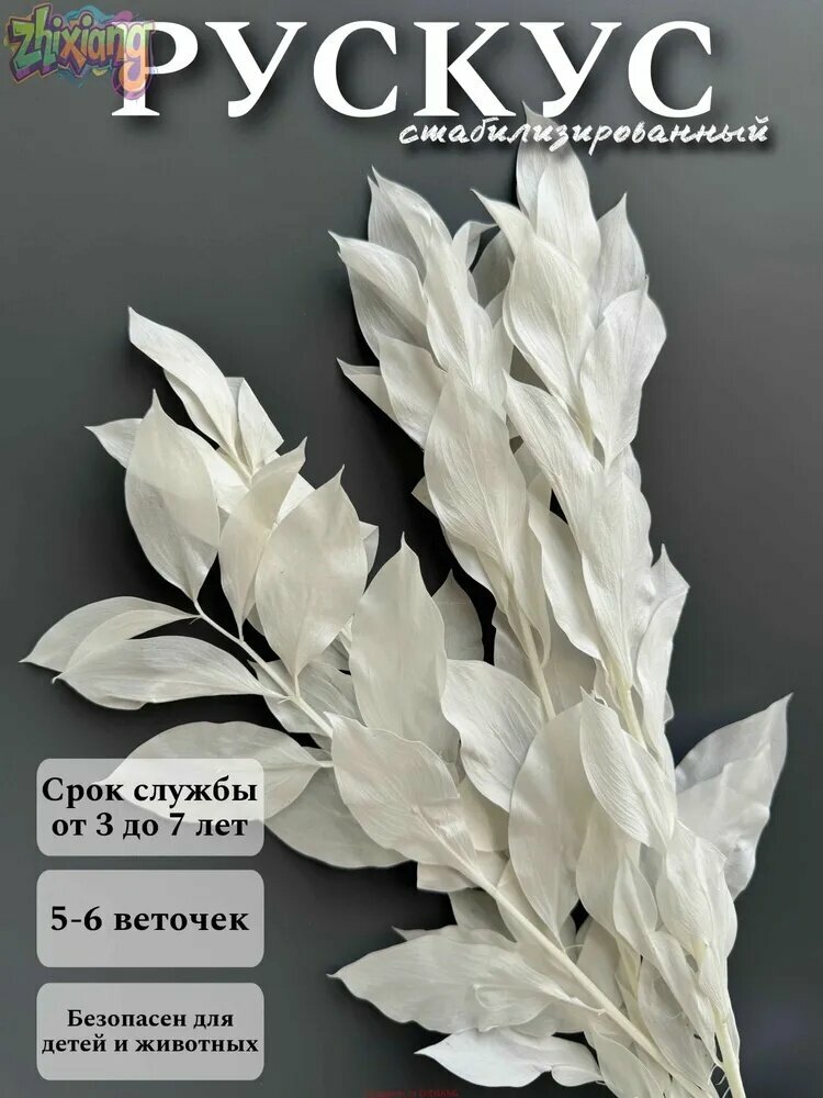 Стабилизированные цветы Рускус, 60 см, 1 шт