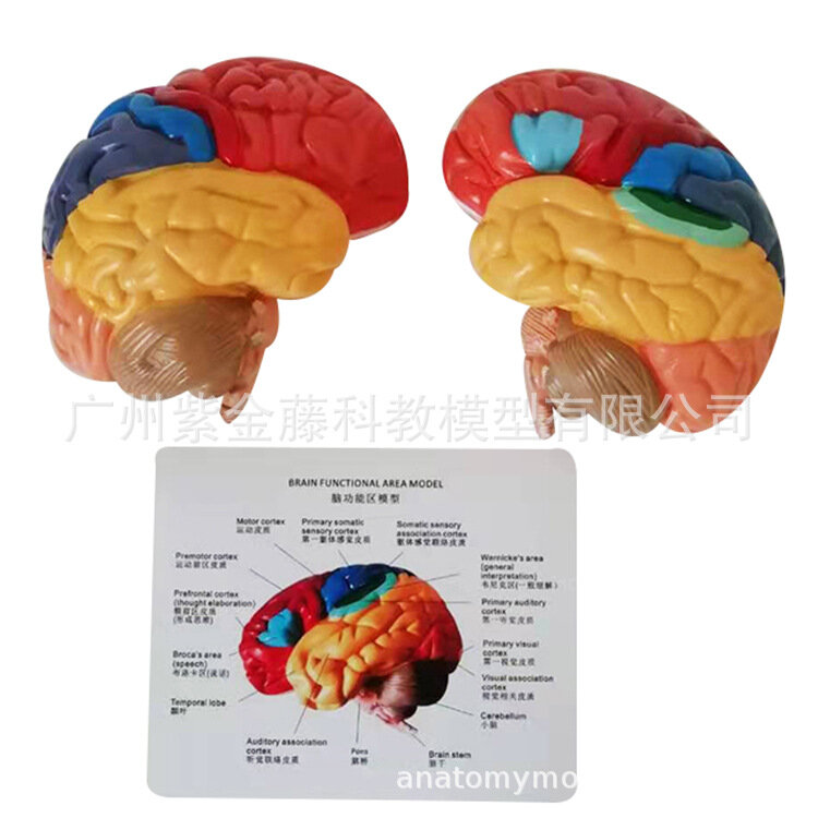 Модель анатомии большого мозга человека натурального цвета с точками цветового демонстрации функции мозга, гипофиз, ствол мозга, мозжечок, разделение функций мозга