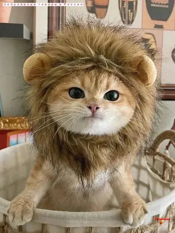 1 кошачий и собачий шерстяной парик с ушами для одежды и сапог для домашних животных