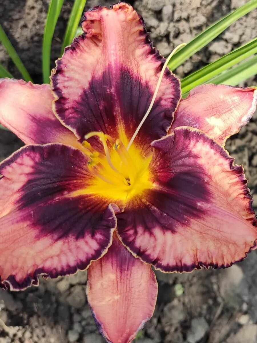 Лилейник Овесом Блоссом