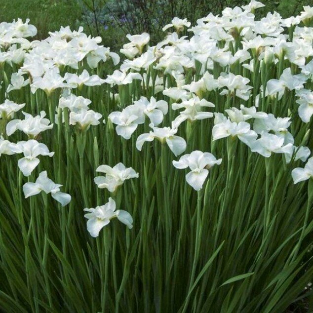 Ирис Галл'с Винг (1 корневище в пакете с торфом), Нидерланды