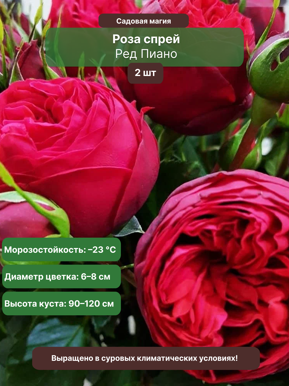 Роза спрей Ред Пиано , 2 шт, многолетняя , красная , высота 30-50 см