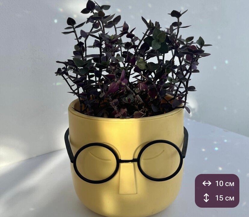 Комнатное непртхотливое растение Каллизия в симпатичном кашпо очкарик