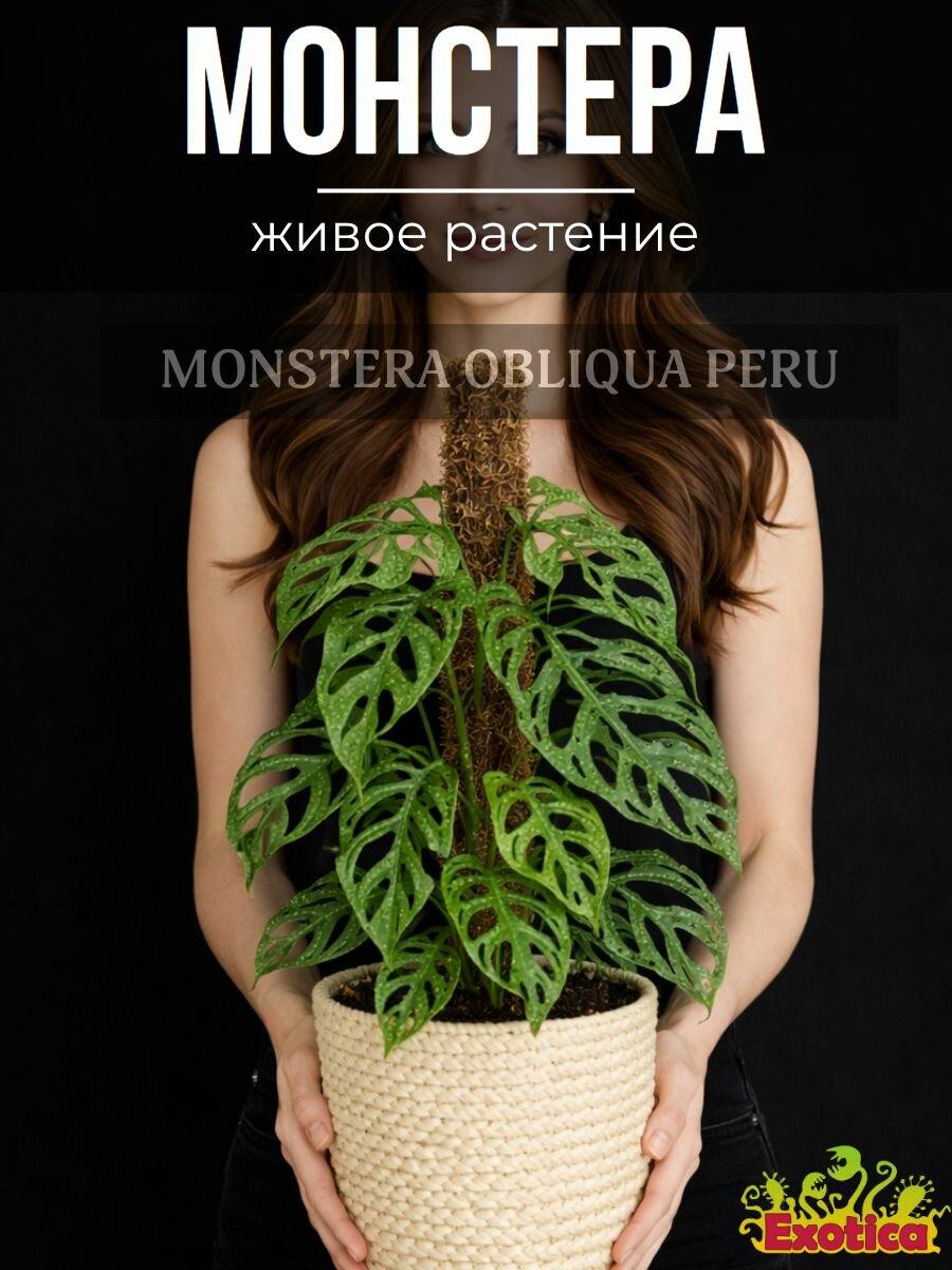 Монстера Обликва Перу (Monstera Obliqua Peru) D12см, домашнее растение