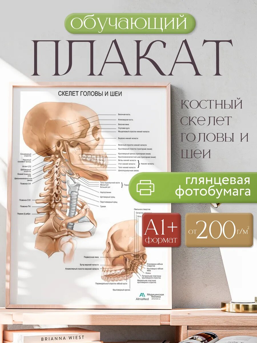 Костный скелет головы и шеи, плакат глянцевый А1+, плотная фотобумага от 200г/м2